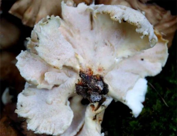 灰树花菇图片_灰树花菇长什么样-第3张图片-山城妙识 灰树花菇图片_灰树花菇长什么样-第3张图片-山城妙识