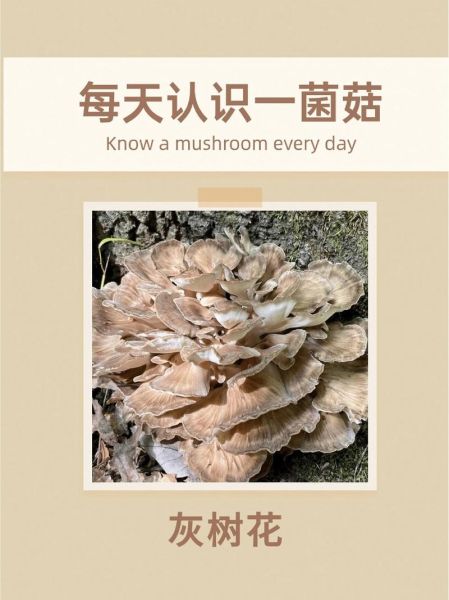 灰树花菇图片_灰树花菇长什么样-第2张图片-山城妙识 灰树花菇图片_灰树花菇长什么样-第2张图片-山城妙识