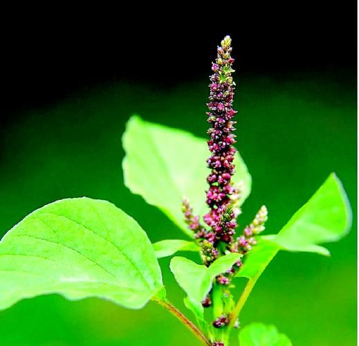 苋菜长什么样_苋菜图片怎么辨别-第2张图片-山城妙识 苋菜长什么样_苋菜图片怎么辨别-第2张图片-山城妙识