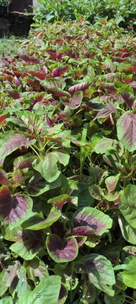 苋菜长什么样_苋菜图片怎么辨别-第3张图片-山城妙识 苋菜长什么样_苋菜图片怎么辨别-第3张图片-山城妙识