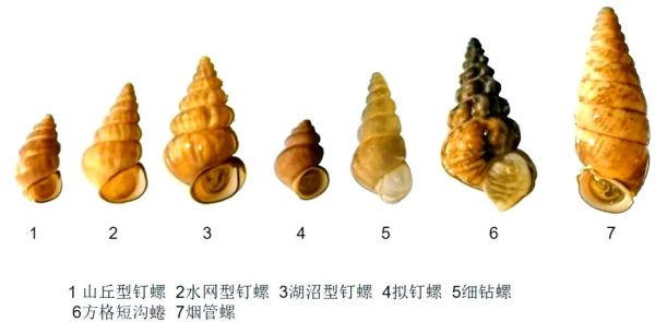 钉螺是什么_钉螺和福寿螺的区别-第2张图片-山城妙识 钉螺是什么_钉螺和福寿螺的区别-第2张图片-山城妙识