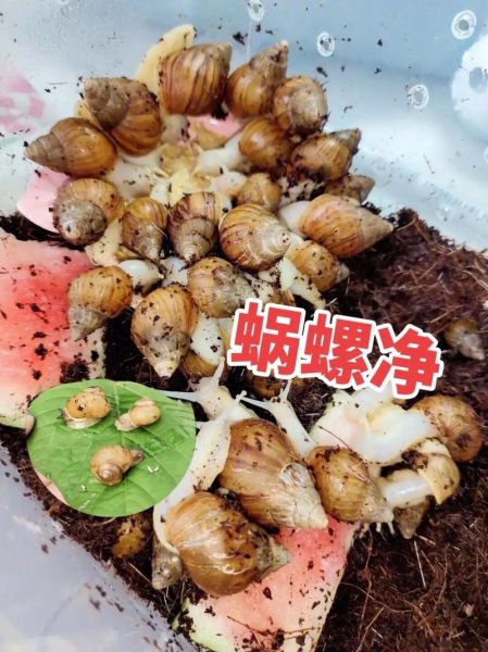 钉螺是什么_钉螺和福寿螺的区别-第3张图片-山城妙识 钉螺是什么_钉螺和福寿螺的区别-第3张图片-山城妙识