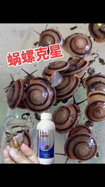 钉螺是什么_钉螺和福寿螺的区别-第1张图片-山城妙识 钉螺是什么_钉螺和福寿螺的区别-第1张图片-山城妙识