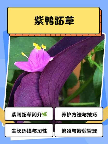 紫鸭跖草的功效与作用_紫鸭跖草可以泡水喝吗-第1张图片-山城妙识