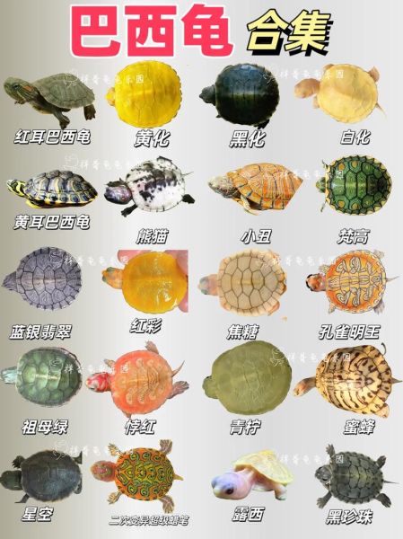 乌龟图片品种大全_如何区分常见龟类-第2张图片-山城妙识