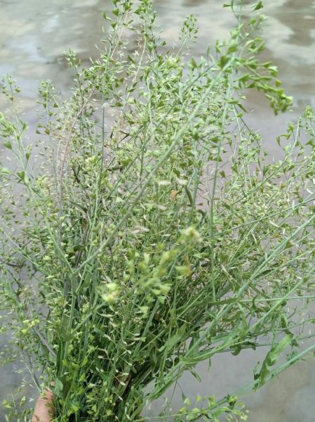 荠菜煮鸡蛋要去根吗_荠菜根能不能吃-第3张图片-山城妙识 荠菜煮鸡蛋要去根吗_荠菜根能不能吃-第3张图片-山城妙识