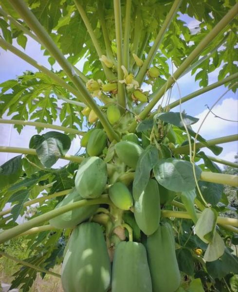 野木瓜树长什么样_野木瓜树果实能吃吗-第2张图片-山城妙识