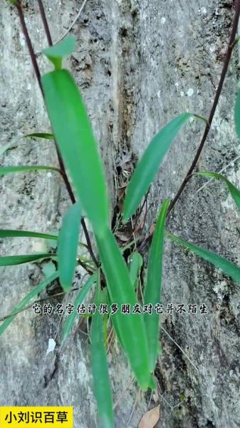 北柴胡图片长什么样_如何辨别真假北柴胡-第1张图片-山城妙识