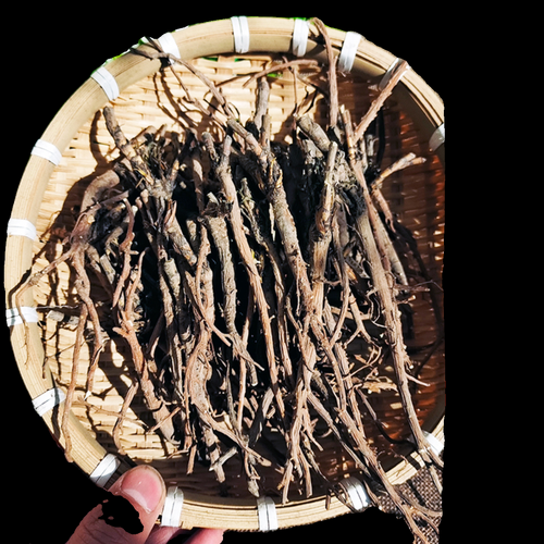 北柴胡图片长什么样_如何辨别真假北柴胡-第3张图片-山城妙识