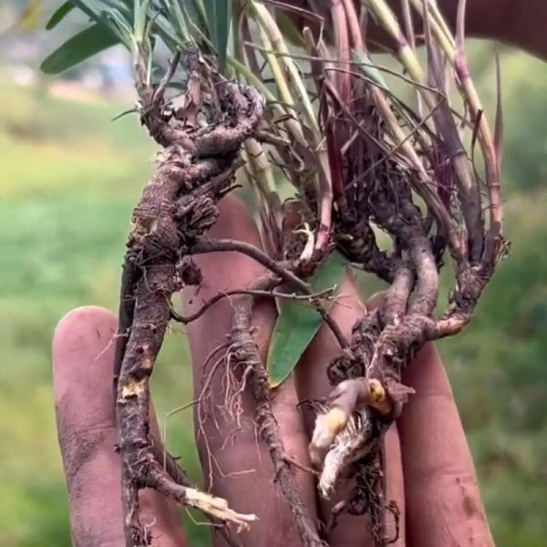 北柴胡图片长什么样_如何辨别真假北柴胡-第2张图片-山城妙识