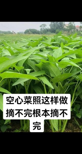 空心菜怎么种_空心菜种植时间和方法-第2张图片-山城妙识