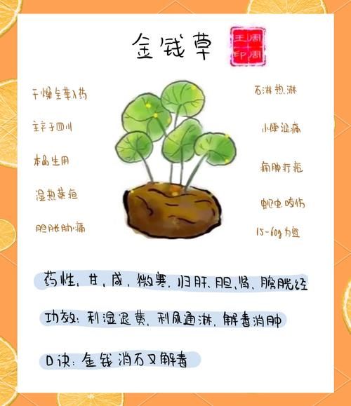 金钱草泡水喝的功效_金钱草泡水喝的禁忌-第1张图片-山城妙识