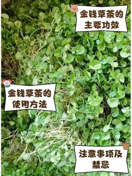 金钱草泡水喝的功效_金钱草泡水喝的禁忌-第2张图片-山城妙识