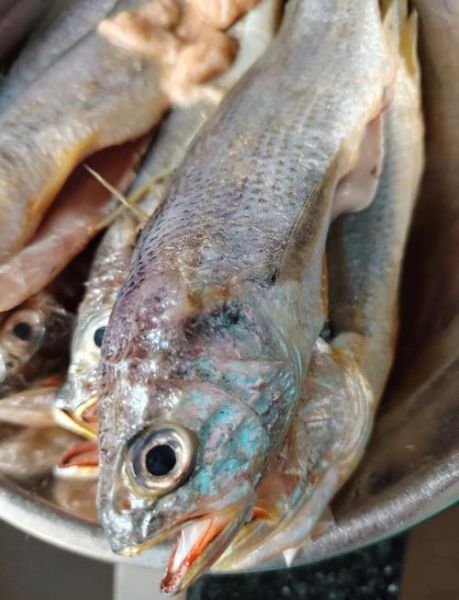 梅童鱼和小黄鱼有什么区别_如何一眼分辨-第1张图片-山城妙识