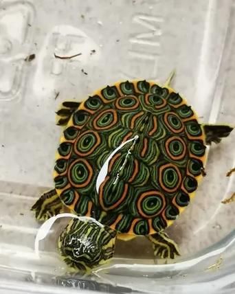 甜甜圈龟吃什么_甜甜圈龟食谱大全-第1张图片-山城妙识