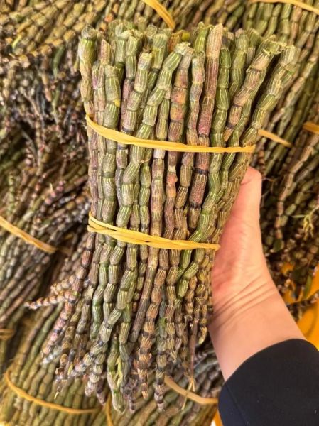 铁皮石斛哪里的产地最好_正宗铁皮石斛产地在哪里-第1张图片-山城妙识