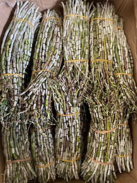 铁皮石斛哪里的产地最好_正宗铁皮石斛产地在哪里-第2张图片-山城妙识