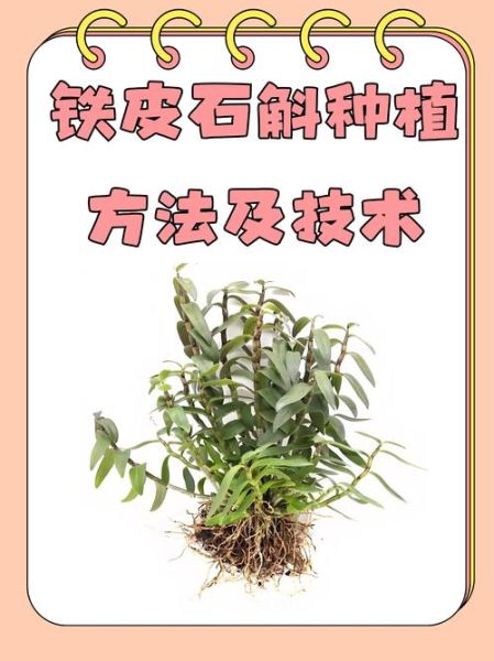 铁皮石斛哪里的产地最好_正宗铁皮石斛产地在哪里-第3张图片-山城妙识