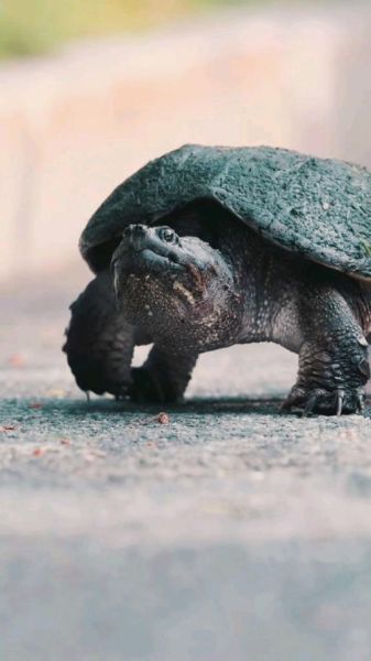 千年王八图片_王八能活多久-第3张图片-山城妙识