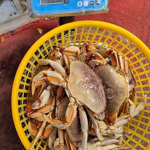 珍宝蟹一般多少斤_一只多大才够吃-第3张图片-山城妙识 珍宝蟹一般多少斤_一只多大才够吃-第3张图片-山城妙识