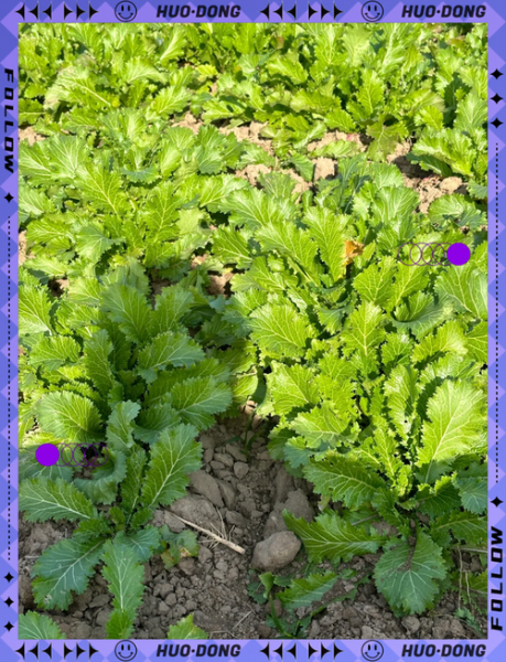 雪里蕻的功效与禁忌_哪些人不能吃-第3张图片-山城妙识 雪里蕻的功效与禁忌_哪些人不能吃-第3张图片-山城妙识