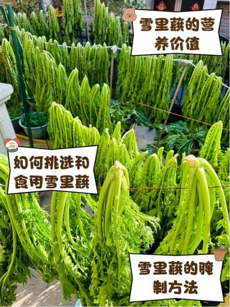 雪里蕻的功效与禁忌_哪些人不能吃-第1张图片-山城妙识 雪里蕻的功效与禁忌_哪些人不能吃-第1张图片-山城妙识