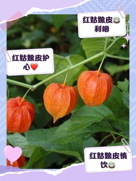 红姑娘怎么泡水_红姑娘泡水正确方法-第2张图片-山城妙识