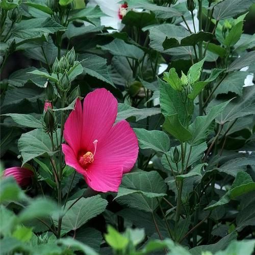 大花秋葵图片_大花秋葵和蜀葵区别-第3张图片-山城妙识 大花秋葵图片_大花秋葵和蜀葵区别-第3张图片-山城妙识