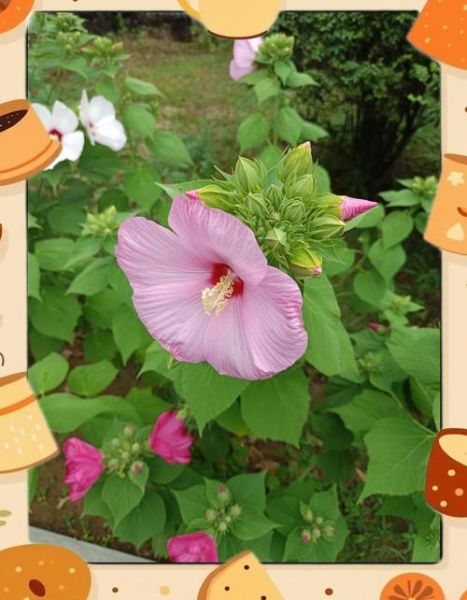 大花秋葵图片_大花秋葵和蜀葵区别-第1张图片-山城妙识 大花秋葵图片_大花秋葵和蜀葵区别-第1张图片-山城妙识