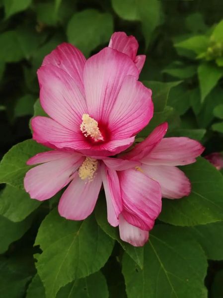 大花秋葵图片_大花秋葵和蜀葵区别-第2张图片-山城妙识 大花秋葵图片_大花秋葵和蜀葵区别-第2张图片-山城妙识