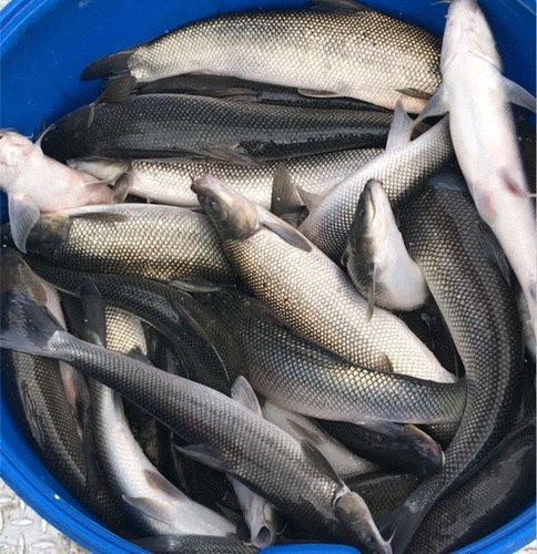 中国淡水银鳕鱼产地_中国淡水银鳕鱼价格多少钱一斤-第2张图片-山城妙识 中国淡水银鳕鱼产地_中国淡水银鳕鱼价格多少钱一斤-第2张图片-山城妙识