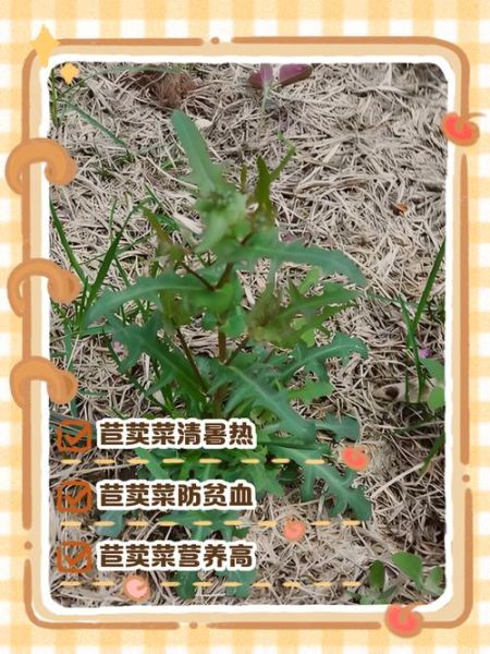 苣荬菜怎么吃_苣荬菜的功效与作用-第1张图片-山城妙识