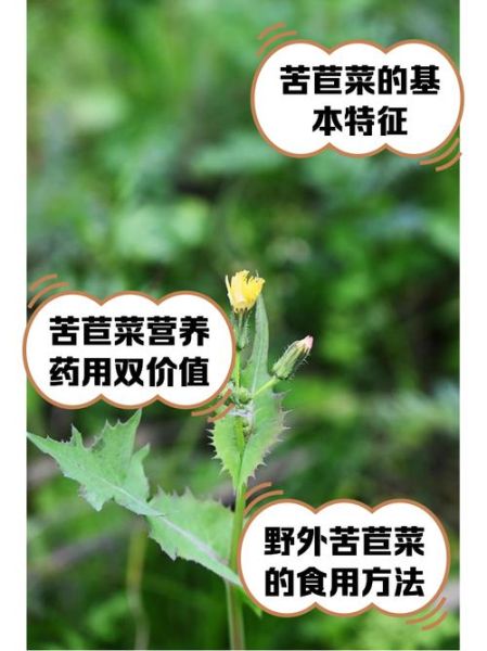 苣荬菜怎么吃_苣荬菜的功效与作用-第2张图片-山城妙识