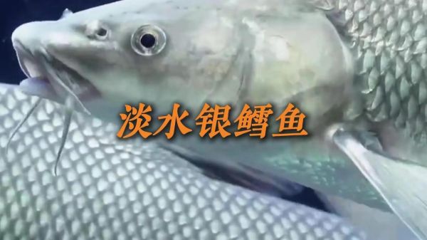 中国淡水银鳕鱼产地_中国淡水银鳕鱼价格多少钱一斤-第3张图片-山城妙识 中国淡水银鳕鱼产地_中国淡水银鳕鱼价格多少钱一斤-第3张图片-山城妙识