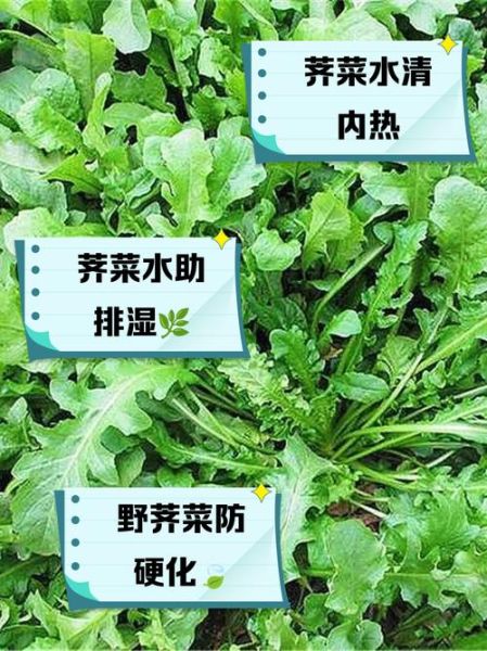 芥菜的营养价值_芥菜的药用价值-第3张图片-山城妙识 芥菜的营养价值_芥菜的药用价值-第3张图片-山城妙识