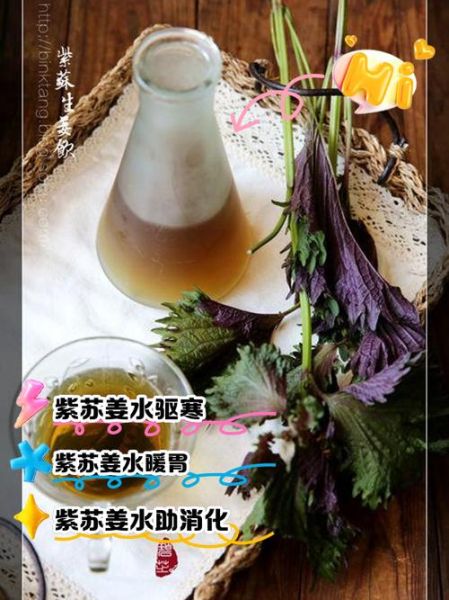 紫苏叶泡水喝能治口臭吗_紫苏叶去口臭效果好吗-第1张图片-山城妙识