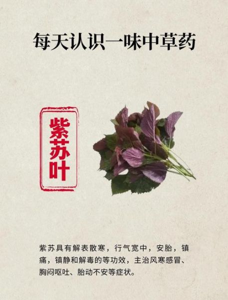 紫苏叶泡水喝能治口臭吗_紫苏叶去口臭效果好吗-第3张图片-山城妙识