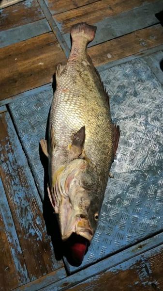 鳘鱼图片_鳘鱼长什么样-第1张图片-山城妙识