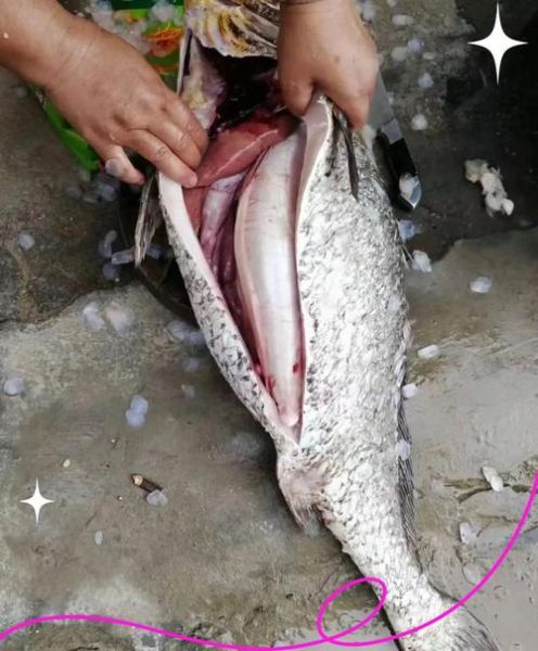 鳘鱼图片_鳘鱼长什么样-第2张图片-山城妙识