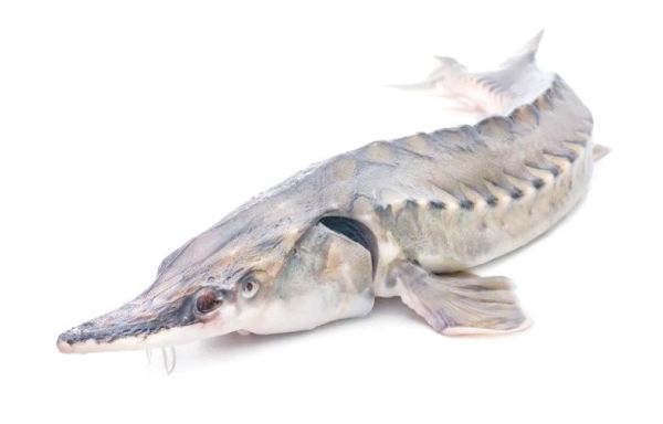 鳘鱼图片_鳘鱼长什么样-第3张图片-山城妙识