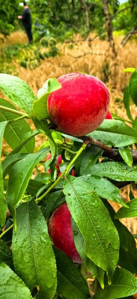 桃子怎么保存时间长_新鲜桃子能放几天-第1张图片-山城妙识