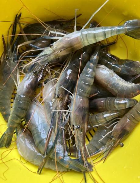 大头虾的营养价值_孕妇能吃大头虾吗-第2张图片-山城妙识 大头虾的营养价值_孕妇能吃大头虾吗-第2张图片-山城妙识