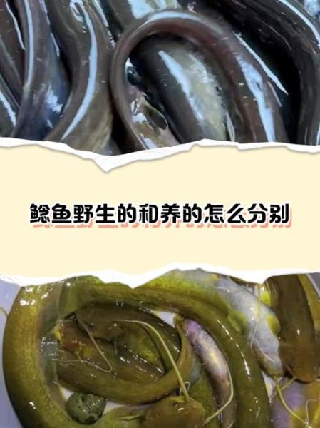 野生鲶鱼的营养价值_野生鲶鱼怎么吃最营养-第2张图片-山城妙识