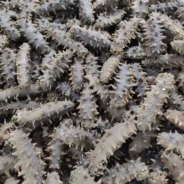 大连半干海参多少钱一斤_大连半干海参价格走势-第1张图片-山城妙识 大连半干海参多少钱一斤_大连半干海参价格走势-第1张图片-山城妙识