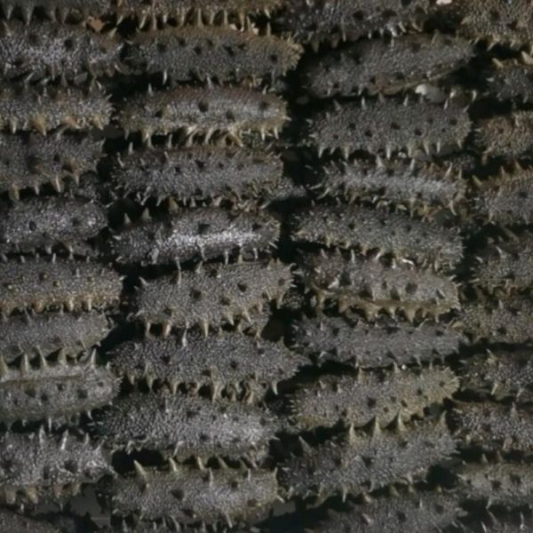 大连半干海参多少钱一斤_大连半干海参价格走势-第2张图片-山城妙识 大连半干海参多少钱一斤_大连半干海参价格走势-第2张图片-山城妙识