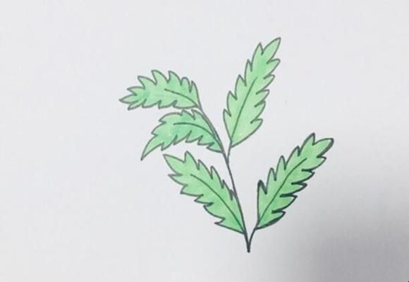 艾草图片简笔画怎么画_艾草简笔画步骤图-第2张图片-山城妙识