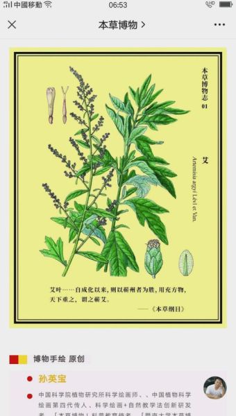 艾草图片简笔画怎么画_艾草简笔画步骤图-第3张图片-山城妙识