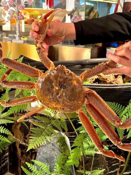 雪蟹多大_雪蟹最大能长多少厘米-第2张图片-山城妙识