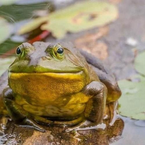 田鸡怎么养殖_田鸡养殖技术要点-第2张图片-山城妙识 田鸡怎么养殖_田鸡养殖技术要点-第2张图片-山城妙识