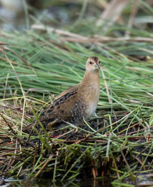 田鸡怎么养殖_田鸡养殖技术要点-第1张图片-山城妙识 田鸡怎么养殖_田鸡养殖技术要点-第1张图片-山城妙识